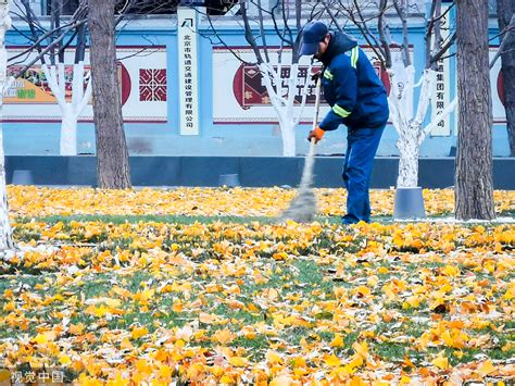 多图丨寒意渐浓 图看各地落叶缤纷如画卷 视觉 文汇网