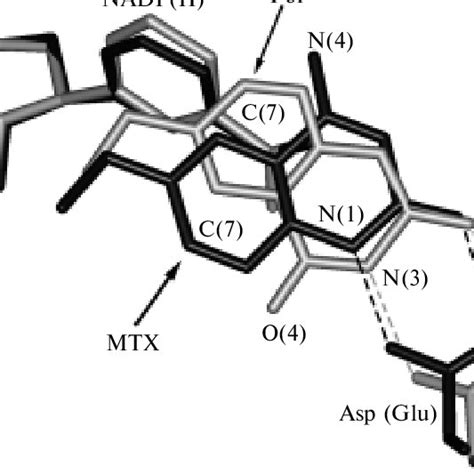 The Arrangement Of The Pteridine Ring Of Mtx Black And Fol Gray
