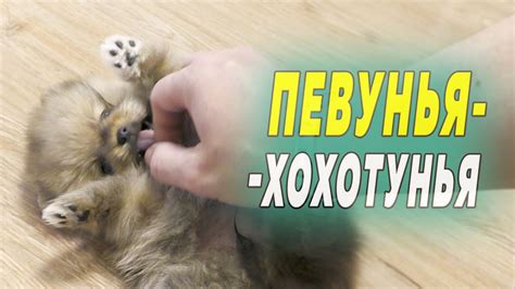 Щенкам шпица 44 дня Голосящие маленькие шпицы попрошайки Готовимся к актировке Youtube