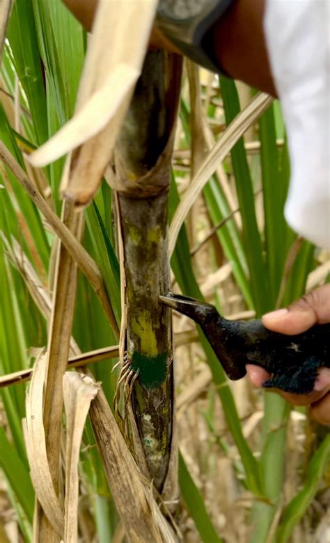 Kaashvi Goundar On Linkedin Clonal Selection Of Sugarcane Breeding
