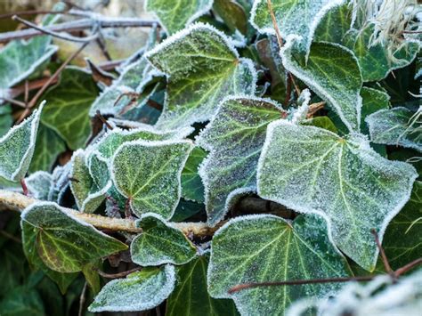 Premium Photo Close Up Of Frozen Ivy Leaves