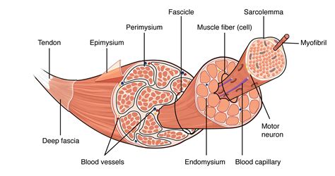 Muscle Bundle Diagram Anatomical Human Muscular Structure Charts By
