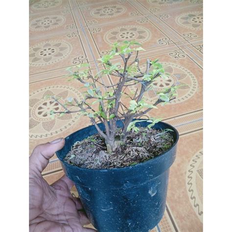 Jual Anting Putri Paligata Okulasi Shopee Indonesia