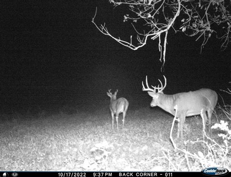 Ir Vs Black Flash Which Trail Camera Is Right For You Guidefitter