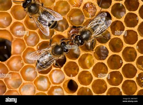 Honey Bee Apis Mellifera Worker Looking After Larvae On Brood Comb
