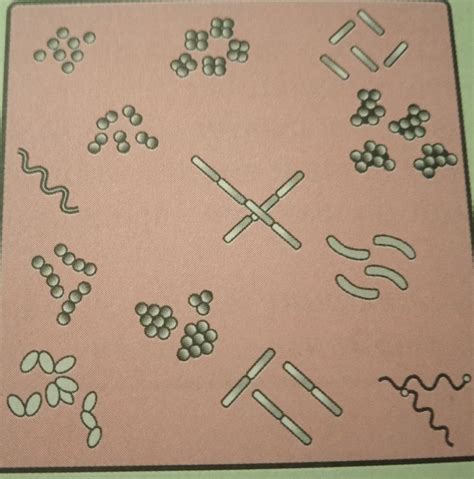 Синтез 1 Рассмотрите рисунок Разделите изображенных бактерий на виды и напишите их названия