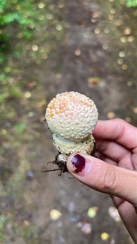 Please Help Identifying This Mushroom R Mycology