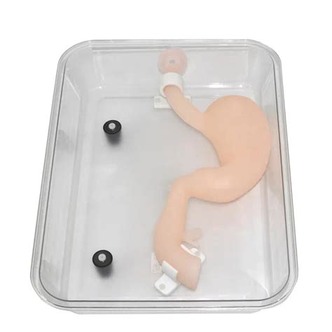 Gastroscopic Surgery Training Model High Simulation Simulated Stomach Model Ercp Gastroscope