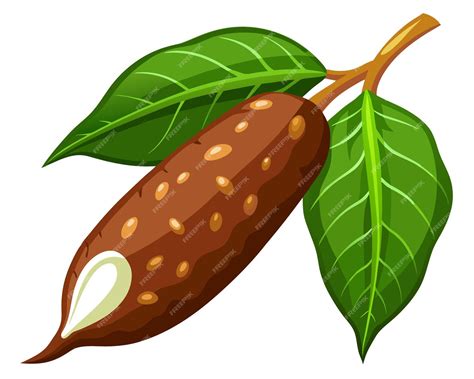 A Cassava Ultra Realistic Vector Illustration Clipart Vegetable