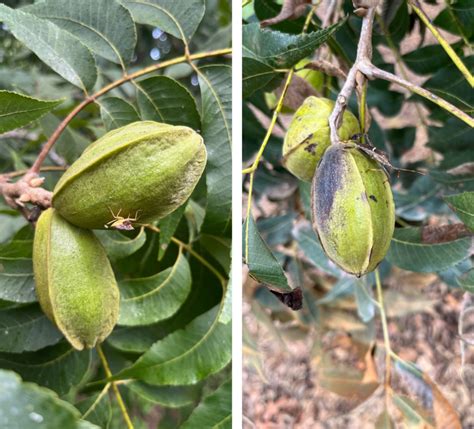 Diversity And Management Of Stink Bugs And Leaffooted Bugs In Pecan