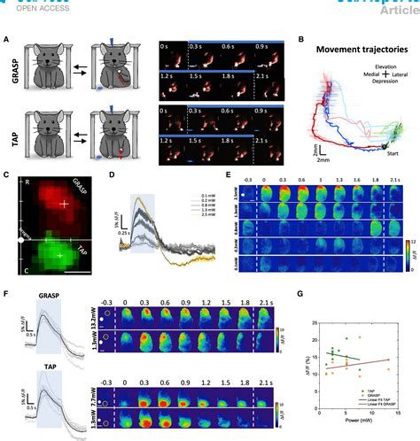 Pdf Large Scale All Optical Dissection Of Motor Cortex Connectivity