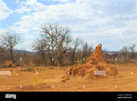 Large Termite Mound In Typical African Landscape With Termite In