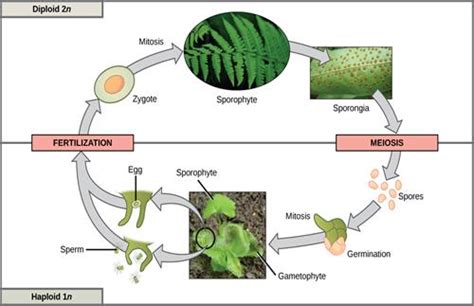 Algae And Its Characteristics — Lesson Science State Board Class 8