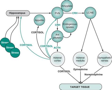 Endocrinology Of The Stress Response During Critical Illness Clinical