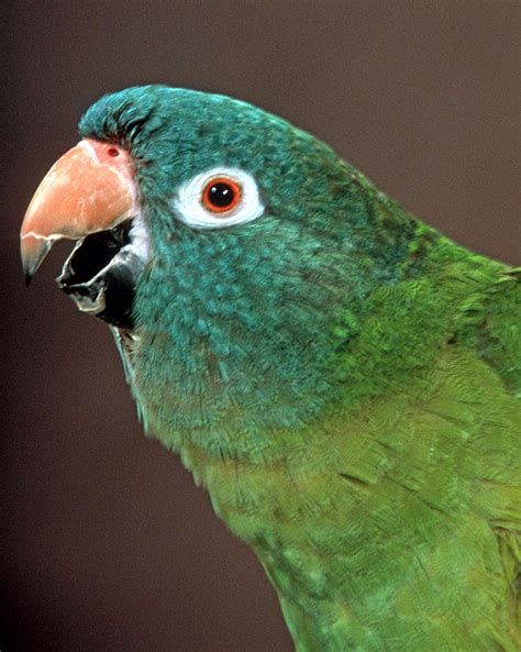 Blue Crown Conure