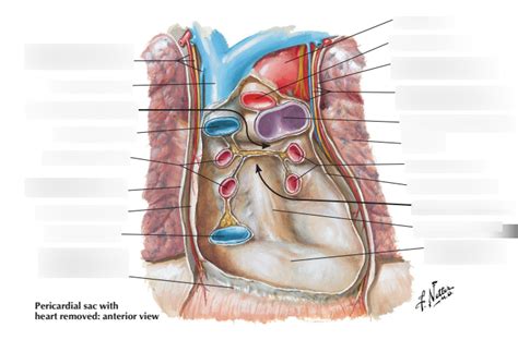 Pericardial Sac With Heart Removed Anterior View Diagram Quizlet