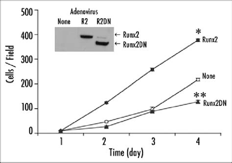 Runx2 Regulates Cell Proliferation Human Bone Marrow Ec Hbme Were