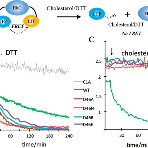 Fret Based Dtt Cleavage And Autoprocessing Assays Demonstrate D46 Download Scientific Diagram