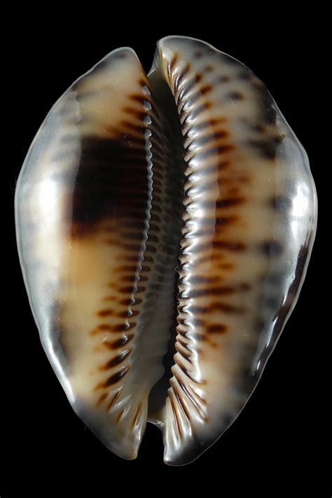 Mauritia Maculifera Martybealsi Big Size 6538 Mm Gem Thelsica