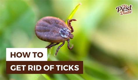 how to get rid of ticks in your yard 9 effective ways pest dude