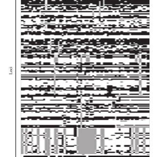Simple Sequence Repeat SSR And Amplified Fragment Length Polymorphism Download Scientific