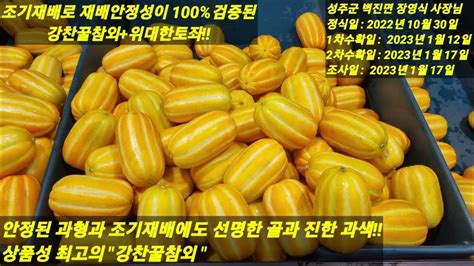 2023년 재배검증 완료로 첫출하 강찬꿀참외 스토리 재배농가 100만족으로 성주참외품종의 세대교체 강찬꿀참외 And 위대한토좌 성주참외참외강찬꿀참외위대한토좌
