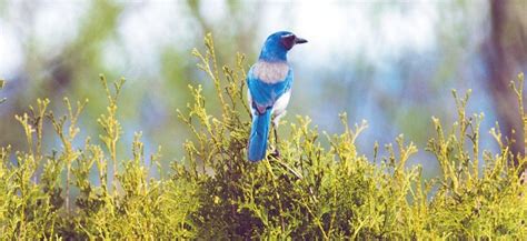 avoid callbacks in node js with bluebird promises applandeo blog