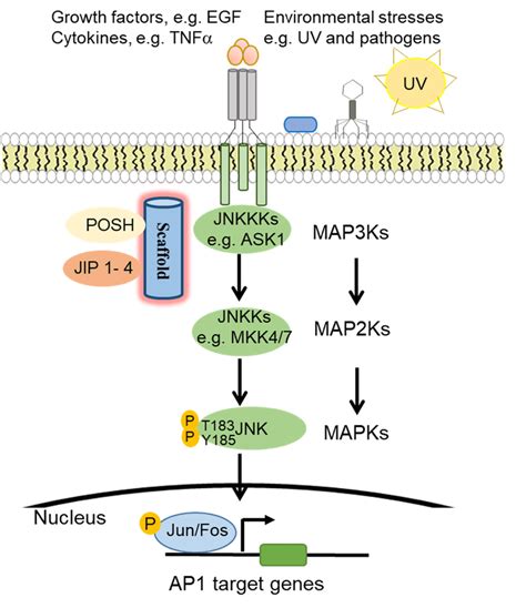 C Jun N Terminal Kinase Jnk Signaling Pathway Activation In Response Download Scientific