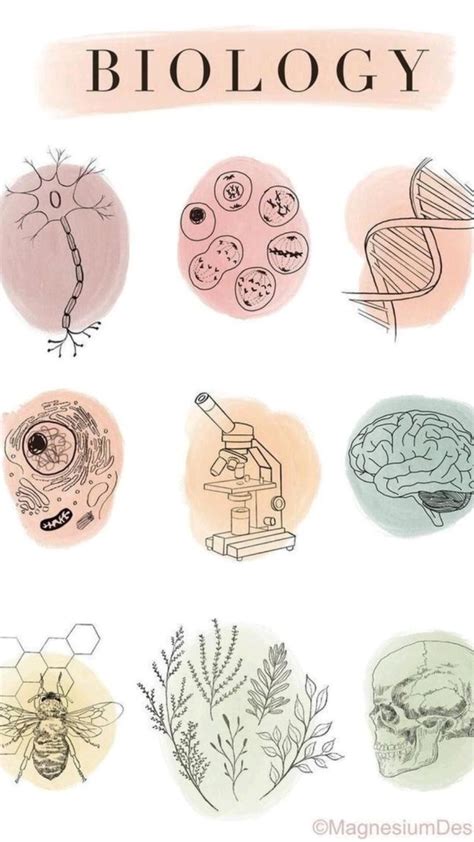 Sponge Morphology Biology Forums Gallery Artofit