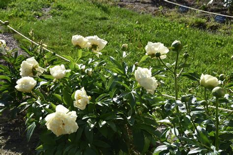 Sunny Girl - Home of Peonies