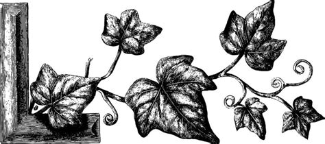 Ivy Drawing Vector Art Icons And Graphics For Free Download
