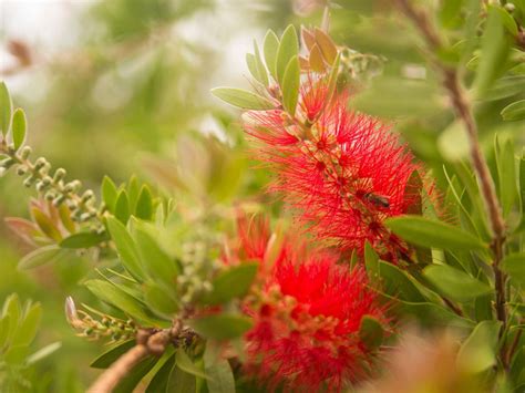 Lemon Bottlebrush Shrub Lemon Bottle Brush How To Plant And Care For