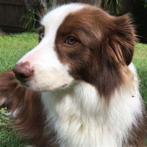 21 Cute Brown Border Collie Pics That Will Cheer You Up The Paws