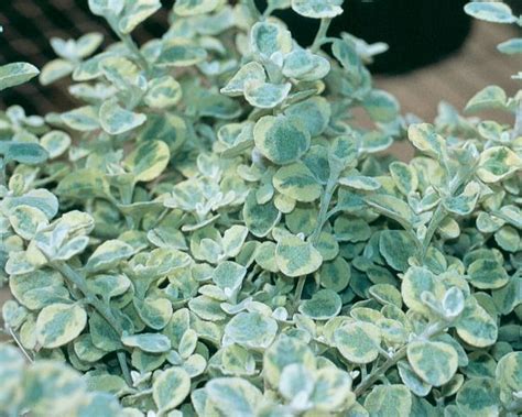 How To Grow Licorice Plant Hgtv