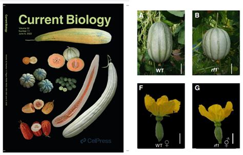 Ethylene Plays A Dual Role In Sex Determination And Fruit Shape In