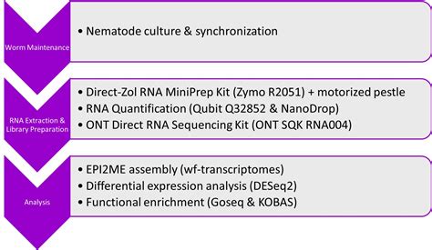 Nanopore Transcriptomic Sequencing With C Elegans