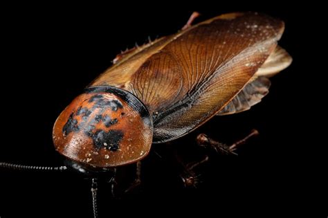 Orange Headed Roach Eublaberus Posticus Joel Sartore