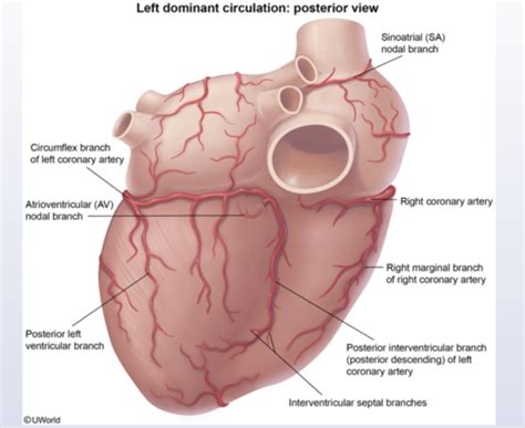 Uworld Cardiopulmrenal Flashcards Quizlet
