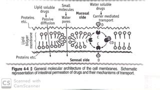 Diffusion Principal In Biological System Solubility Of Drug Part PPTX