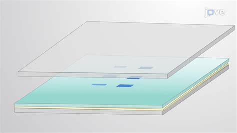 quantitative western blotting to estimate protein expression levels