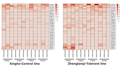 Rna Seq Based Expression Analysis Between Tolerant Zhenglanqi And Download Scientific Diagram
