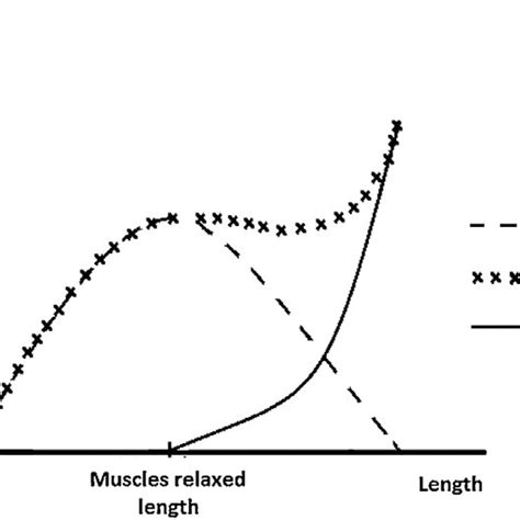 Muscle Force Behavior Active And Passive Behavior Graph Illustrates