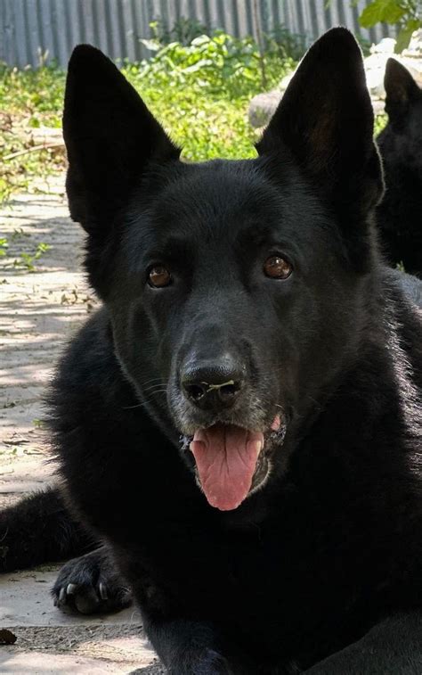 Lika ჰერა 11 წლის 🥹♥️ ჩემი პირველი ძაღლი და მეგობარი სიტყვებით ვერ აღვწერ როგორ მიყვარხარ