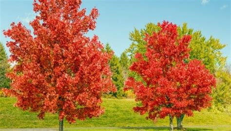 Shallow Root Trees Top 12 To Consider For Your Landscape