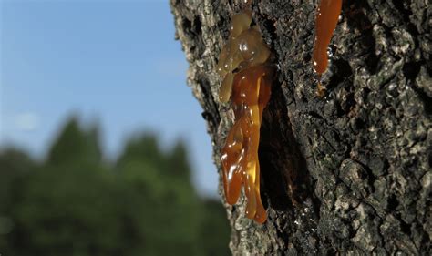 What Is Sticky Liquid Oozing Out Of Some Trees At Spencer Weedon Blog