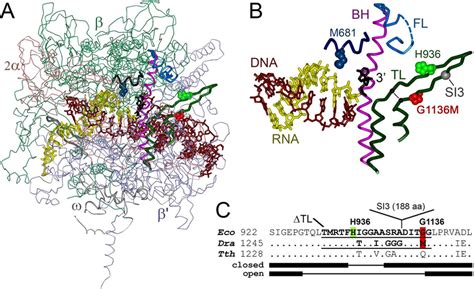 Structure Of The Rnap Active Site In The Backtracked Tec A Download Scientific Diagram