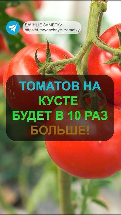 ТОМАТОВ НА КУСТЕ БУДЕТ В 10 РАЗ БОЛЬШЕ дача огород рассада томаты урожай дачныезаметки
