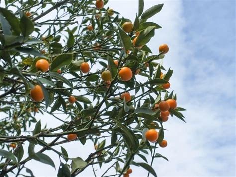 How To Save A Dying Kumquat Tree 3 Quick Steps Couch To Homestead