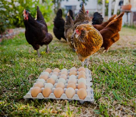 Preorder Fully Feathered Ready To Lay Colorful Egg Laying Pullets Summerfall 2025 Stellar