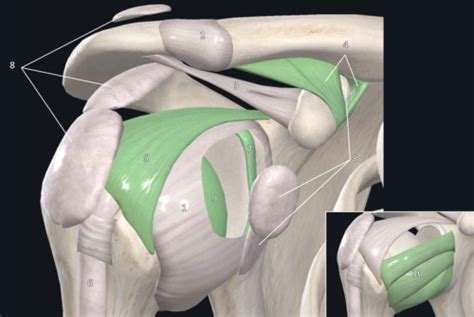 Articulations Actions And Movements Shoulder And Elbow Joints Flashcards